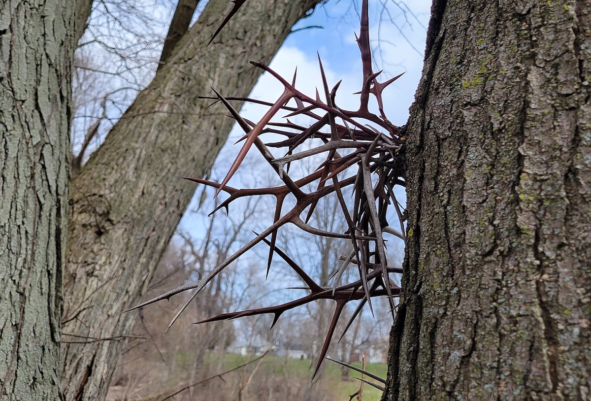 Take a tree walk through the cemetery with David Green - The Morenci ...